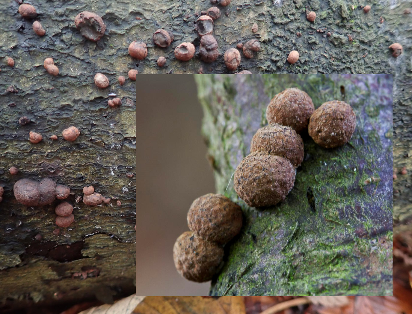 Bucks Fungus Group