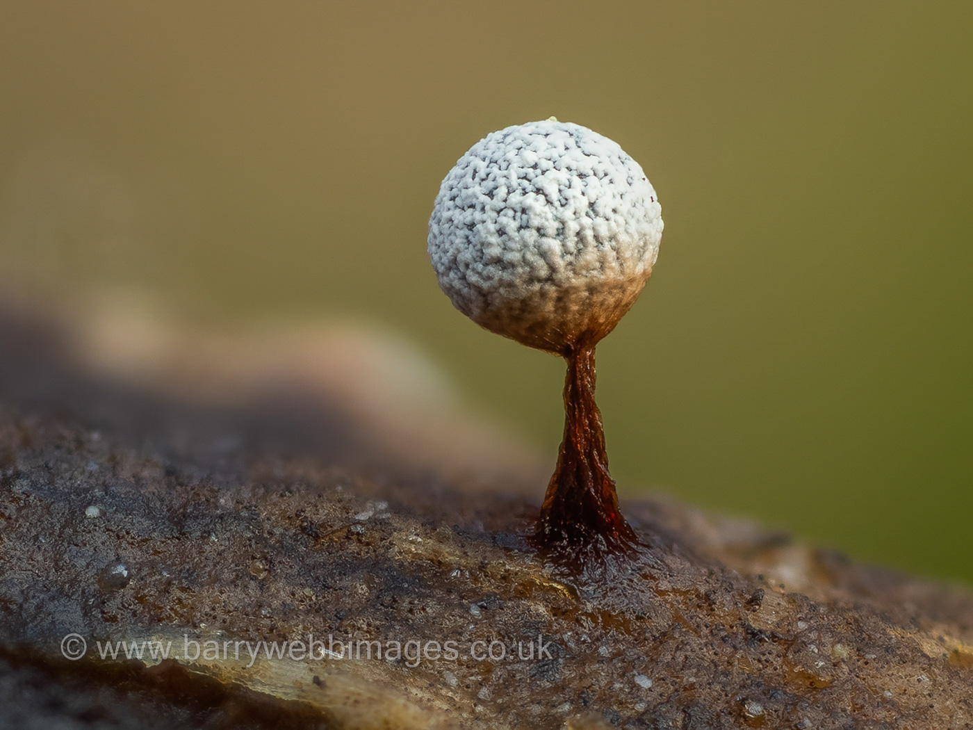 Found this popping up around the greenhouse. Not looking for an exact ...