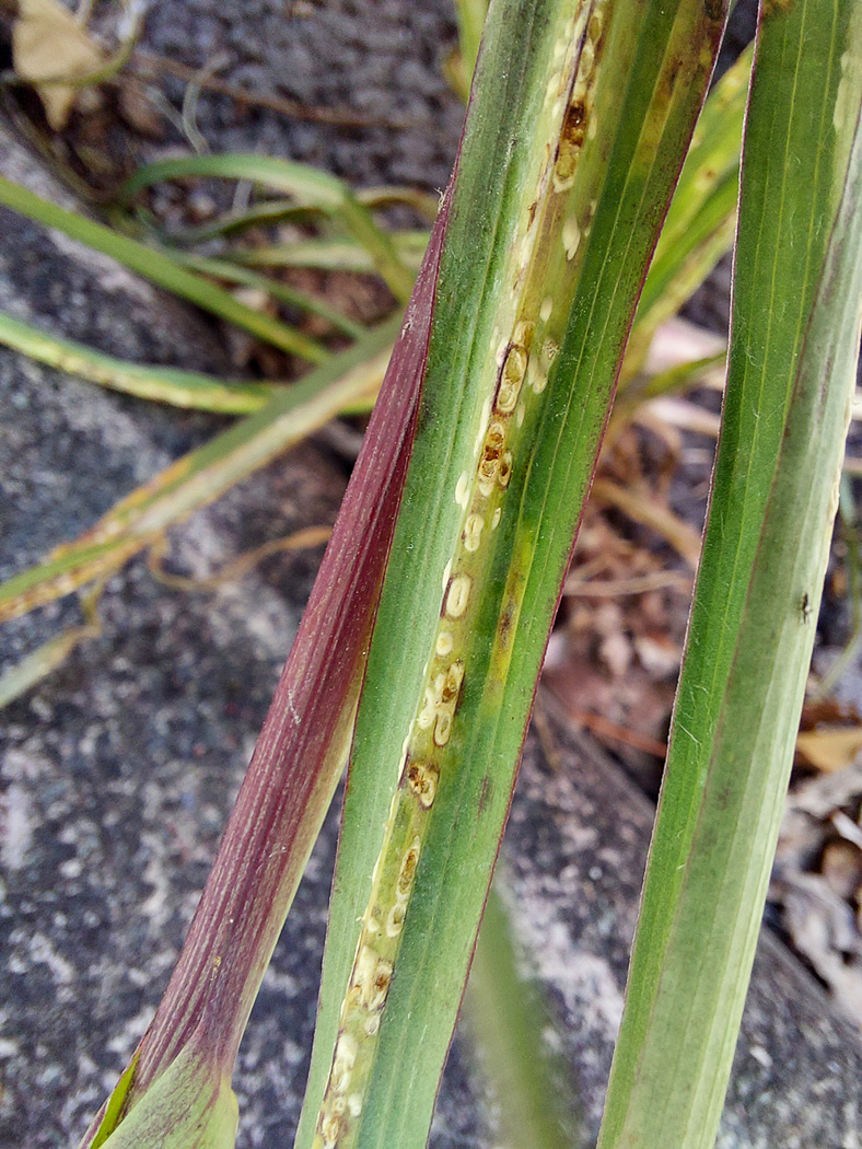 Photo by Jesper Launder