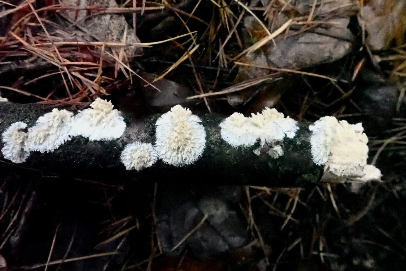 Photo by Penny Cullington