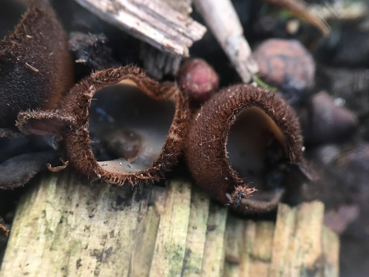 Photo by Russell Ness