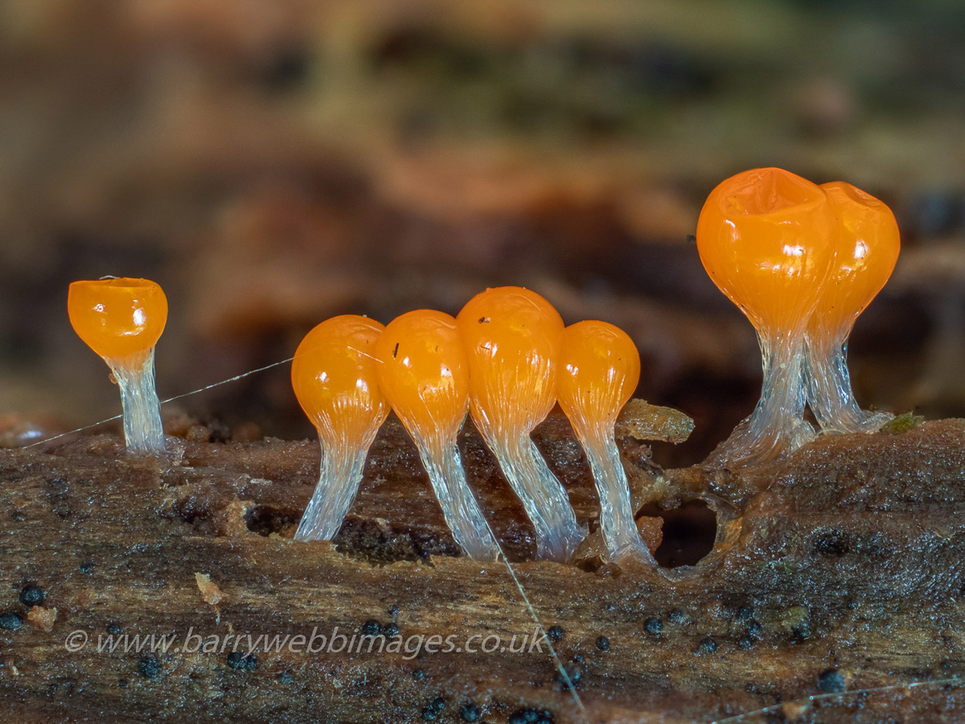 Photo by Barry Webb